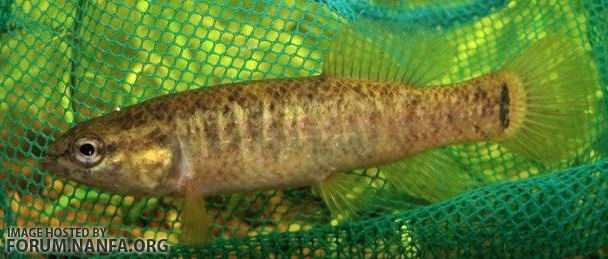 Jonah's Aquarium... Umbra limi, central mudminnow 07